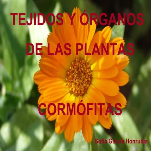 Tejidos y órganos de las plantas cormófitas | PPS