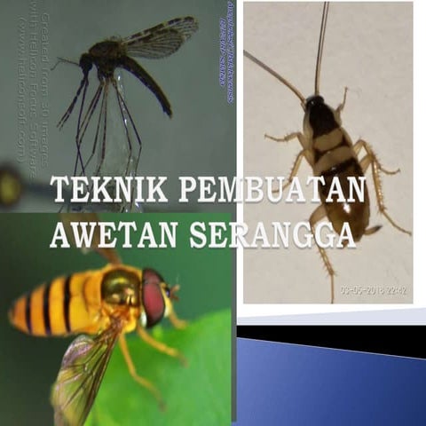 TEKNIK PEMBUATAN AWETAN SERANGGA.pptx