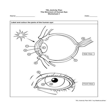 Tel activity plan-human eye-worksheet1 | PDF