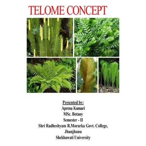 Telome Concept in the Plants Anatomy.pdf