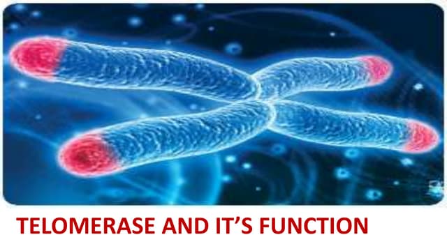 Telomerase its role in aging and cancer | PPT