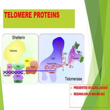TELOMERE PROTIENS.pptx