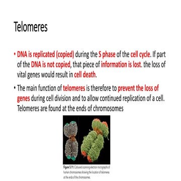 Telomeres.pptx
