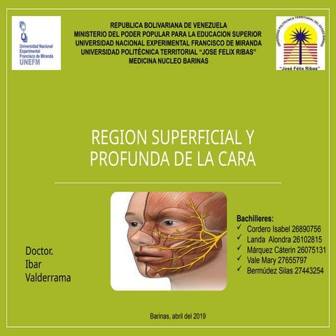 ANATOMIA - Region Cigomatica | PDF