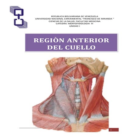 Anatomía Del Cuello | PPT