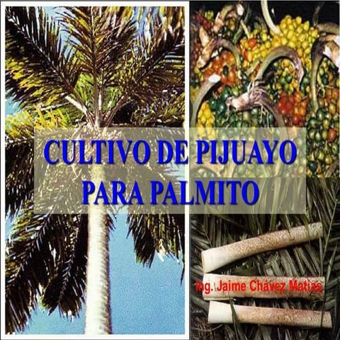 Tema 10 pijuayo o palmito | PDF