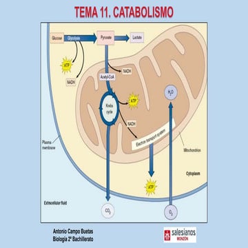 Tema 11. Catabolismo | PPTX