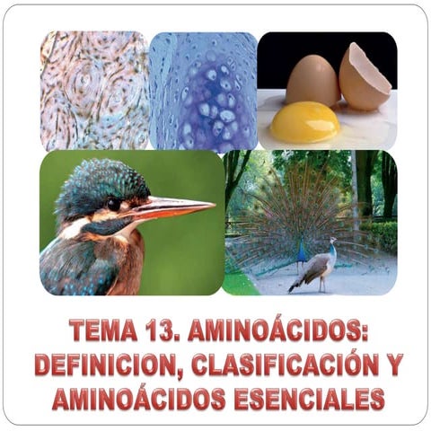 ANATOMIA - Region Cigomatica | PDF