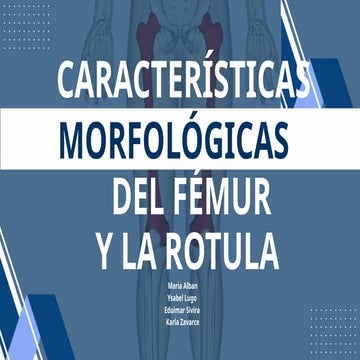 tema 17 y 18.pptx morfofisologia II, femur y rotula | PPTX