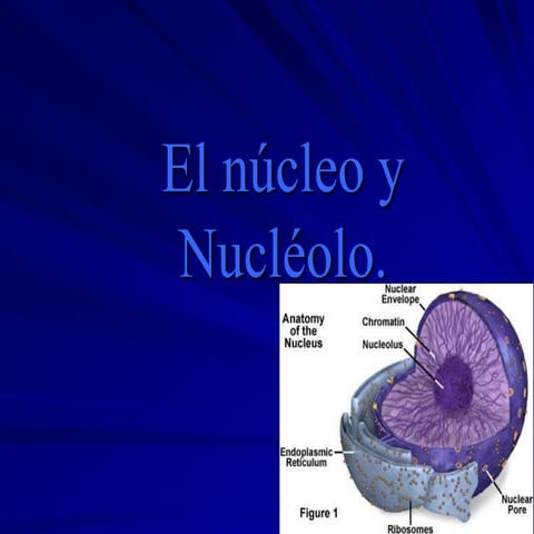 Tema 1 el núcleo y nucleolo | PPT