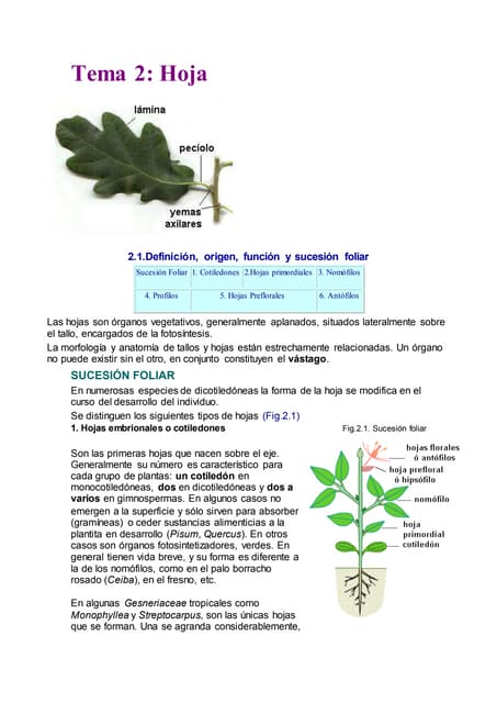 Tipos de hojas | PPT