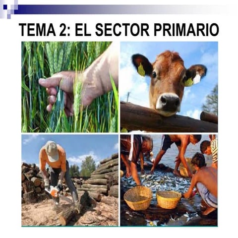 Tema 2 1 El sector primario | PDF