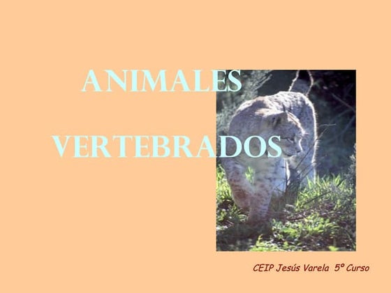 Mapa Conceptual Animales Vertebrados | DOC