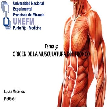 Oriegen de la musculatura del tronco | PPTX