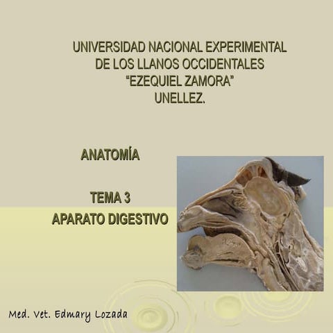 Tema 3 anatomia | PPS