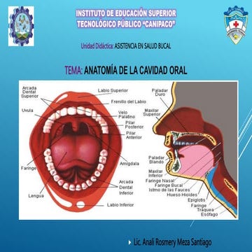 TEMA 3 anatomia de la cavidad oral.pptx