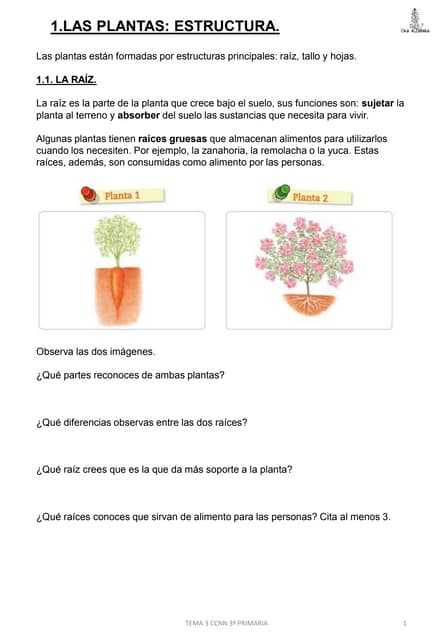 Hoja De Trabajo Sobre Las Funciones De Las Plantas