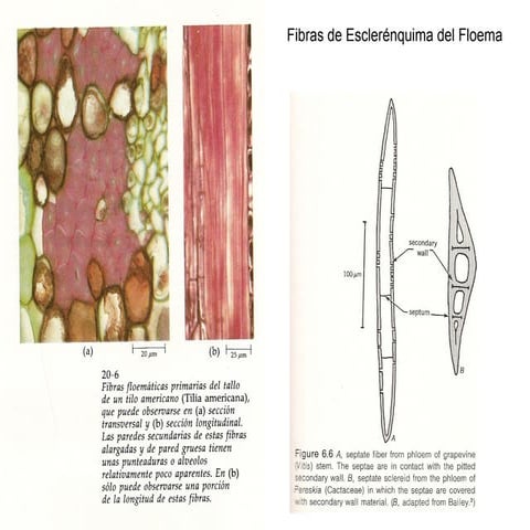 floema | PDF