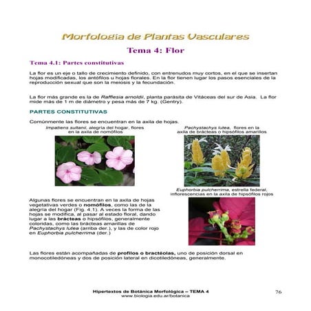 Tema4-Flor- Hipertextos de Botánica Morfológica www.biologia.edu.ar