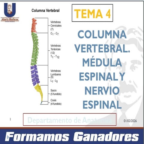 TEMA 4 COLUMNA VERTEBRAL. MÉDULA ESPINAL Y NERVIO ESPINAL.pptx