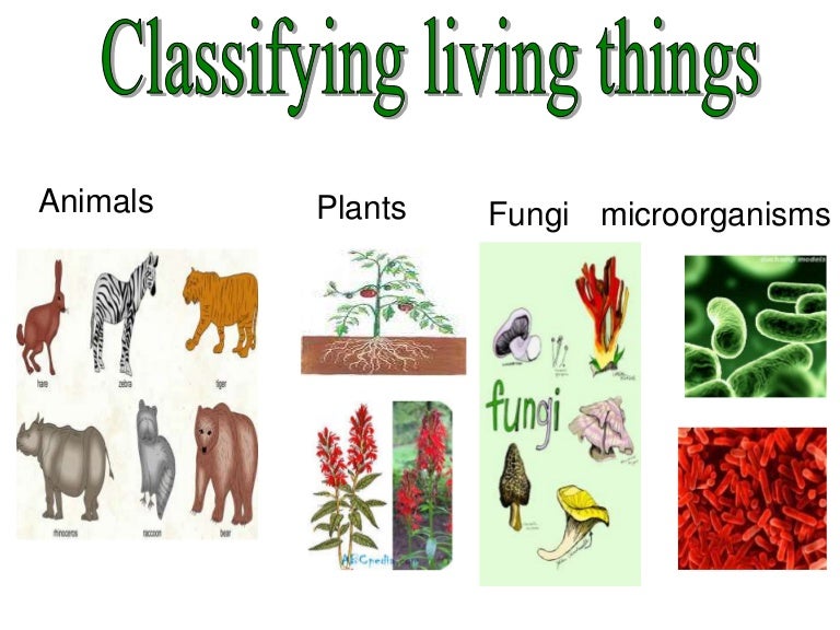 Tema 4 living things