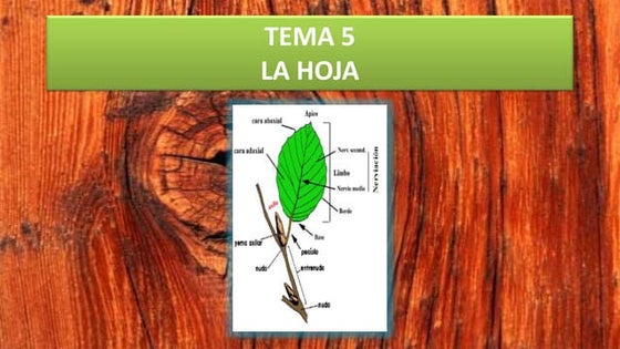 Tipos de hojas | PPT