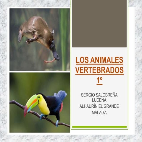 TEMA 6 ANIMALES VERTEBRADOS.pptx