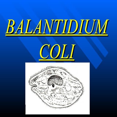TEMA 6 BALANTIDIUM COLI (12345678910).ppt