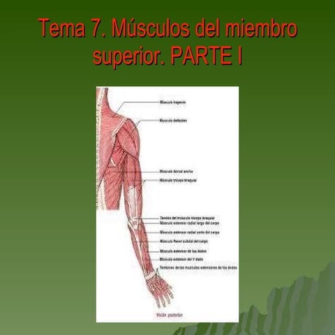 Tema 7. músculos del miembro superior | PPT