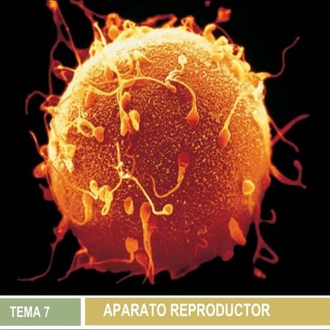 APARATO REPRODUCTOR ANATOMIA | PPT | Reproductive Health | Diseases and ...