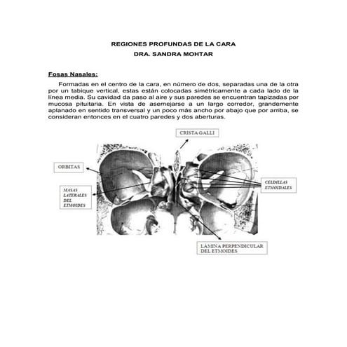 Tema 8 guía regiones profundas de la cara | PDF