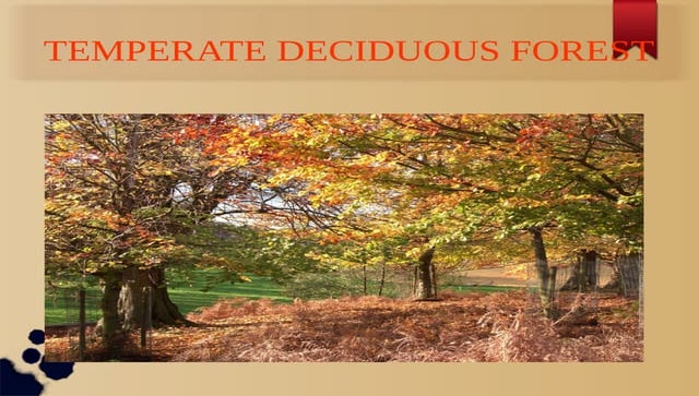 Temperate Deciduous Forest