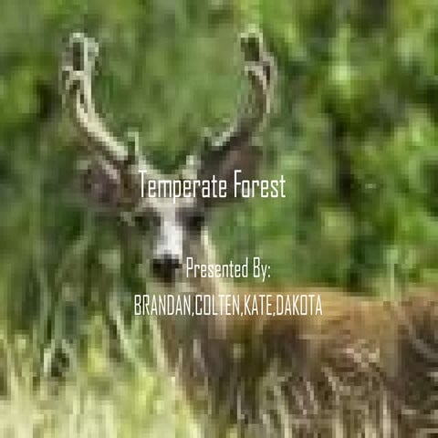 Temperate Forest | PPT
