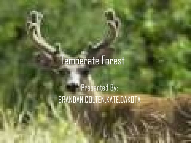 Temperate Forests | PPT