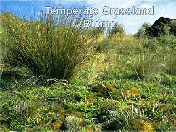 Temperate Grassland Ppt