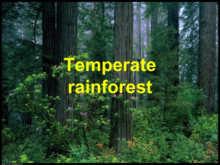 Temperate Deciduous Forest Rain