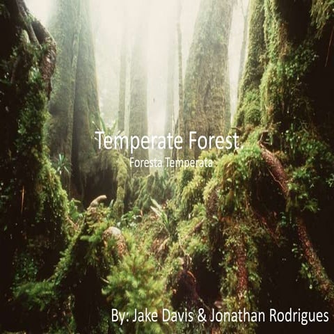 Temperate Forest Power Point V2 | PPTX