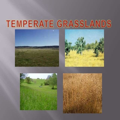 Temperate grasslands | PPTX
