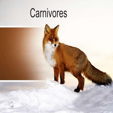 Presentation about carnivores and what they eat.pptx | Reptiles | Pets