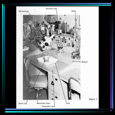 Temporal dissection | PPT