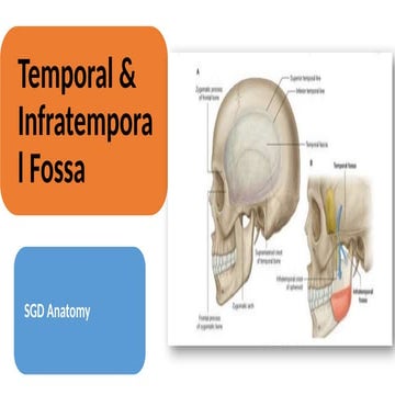 Anatomny of Temporal infratemporal fossa.Apptx.pptx