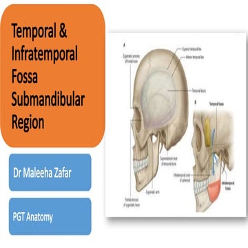 Temporal fossa and infratemporal fossa.pptx