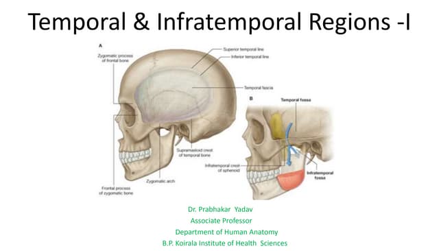 Histology of pharynx & larynx | PPTX
