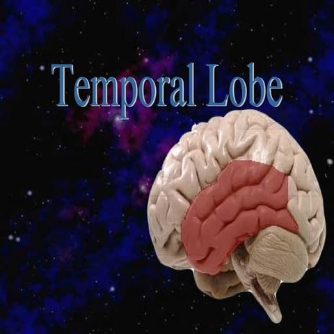Temporal lobe | PPT