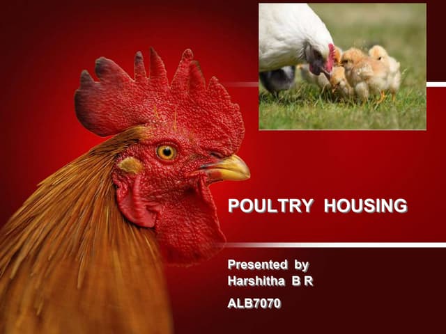 Brooding in poultry | PPTX