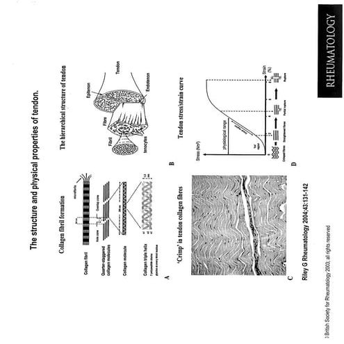Tendon anatomy diagram | PDF