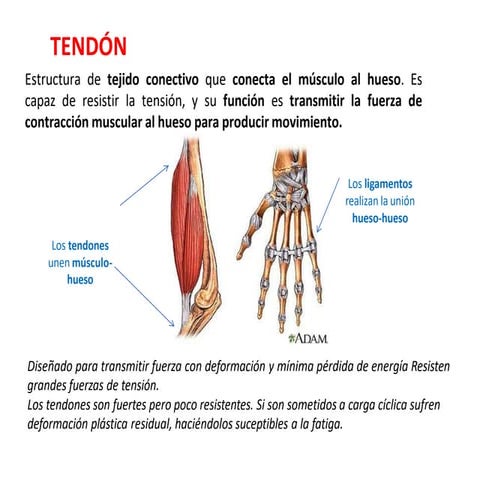 FUNDAMENTOS DE LAS TENDINOPATIAS TIPOS.pdf