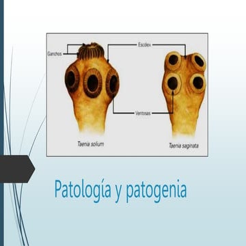 TENIA SANGINATA Y SOLIUM.pptx