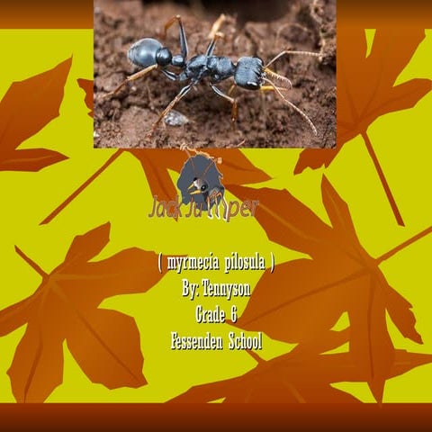 Tennyson hodgson jack jumper ant slide show | PPT