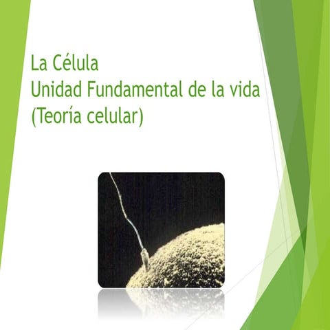Cronología De La Teoría Celular En Power Point